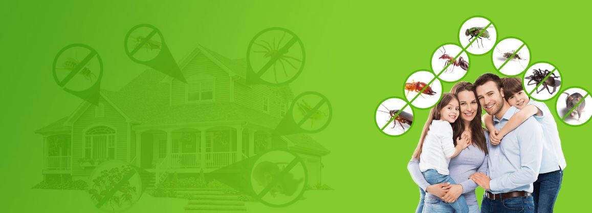 Top Pest Control Company In Dubai UAE | Best Pest Control Services In Dubai UAE| Ecogreen|2023